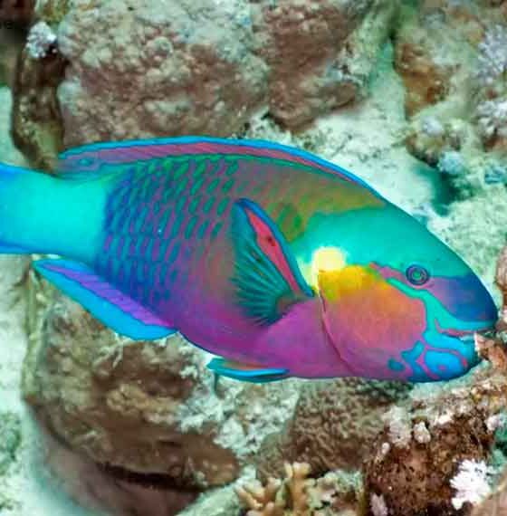 10 peces más raros del planeta Mascotas Online
