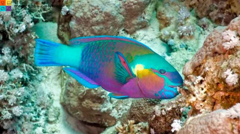 10 peces más raros del planeta Mascotas Online