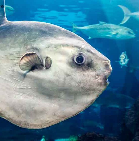 10 peces más raros del planeta Mascotas Online