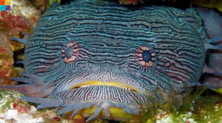 10 peces más raros del planeta Mascotas Online