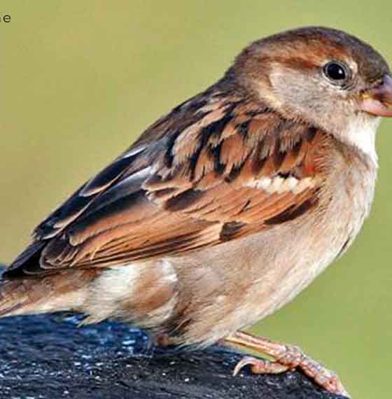 Tipos de picos de aves Mascotas Online
