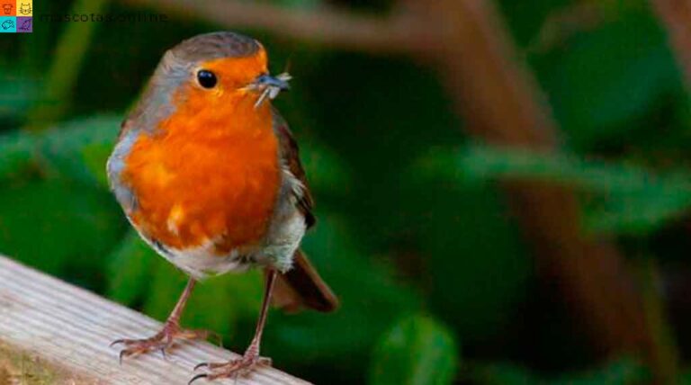 Tipos de picos de aves Mascotas Online