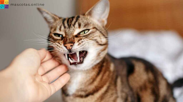 ¿Cómo regañar a un gato? Mascotas Online