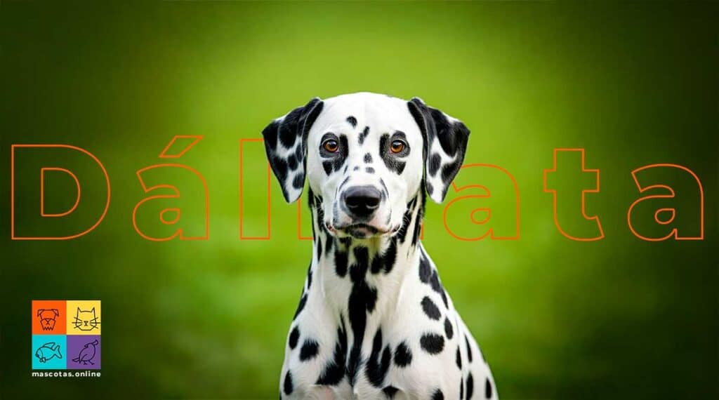 Dálmata: El perro de las 101 manchas Mascotas Online